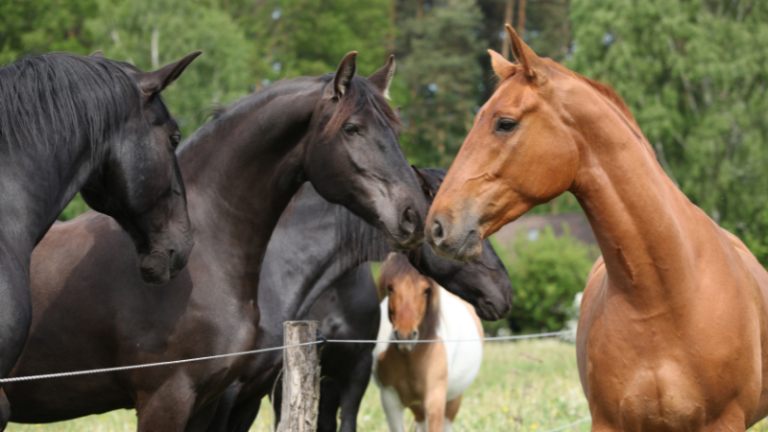 Bringing a new horse home | Bluegrass Animal Products