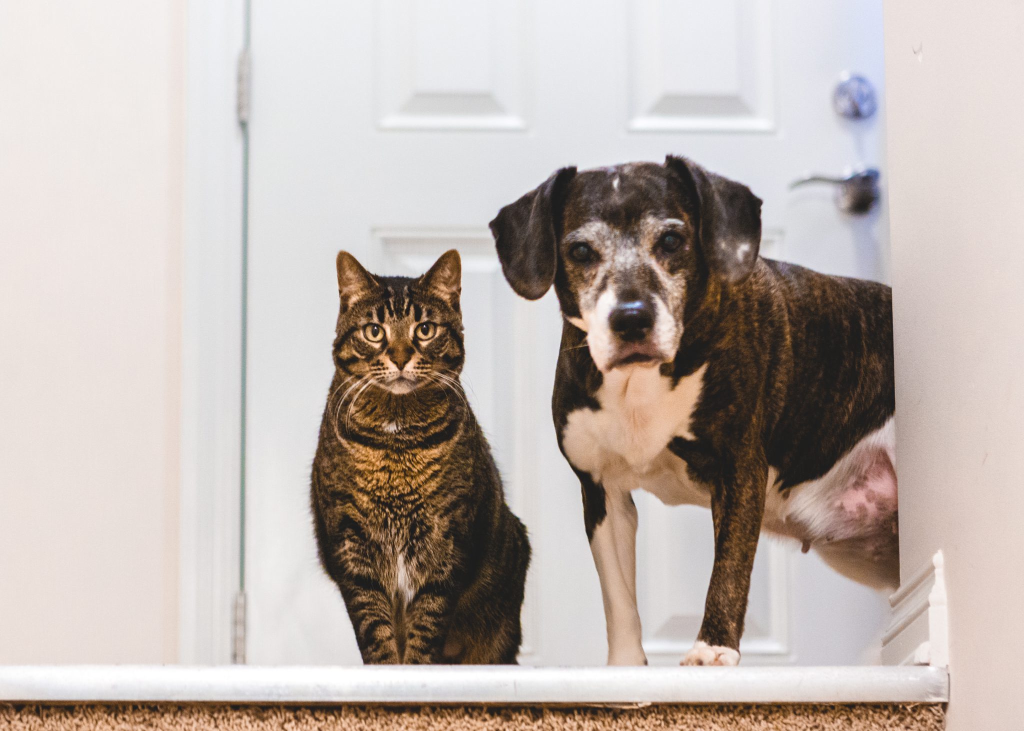 Bluegrass Animal Products Shop Now
