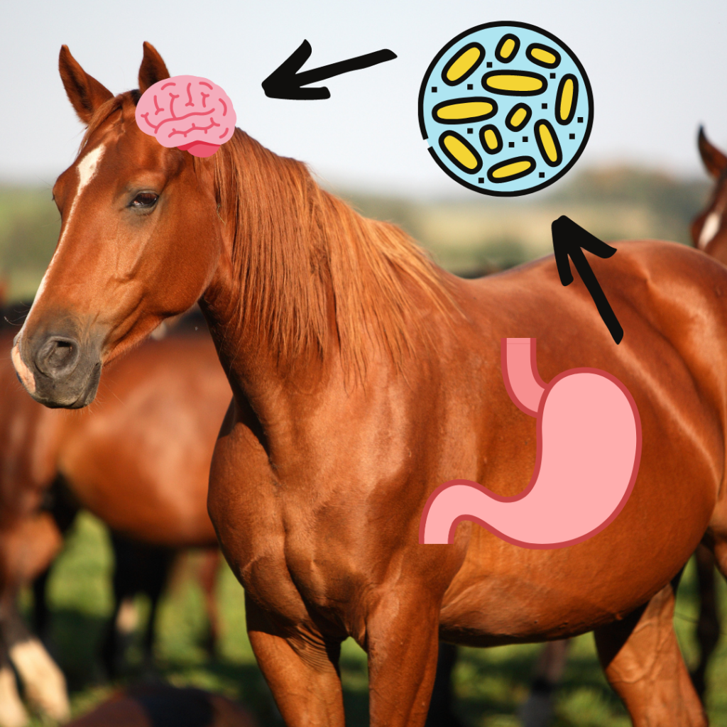 The Gut Brain Axis | Bluegrass Animal Products