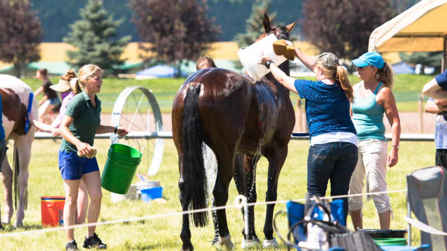 Heat Stress in Horses | Bluegrass Animal Products