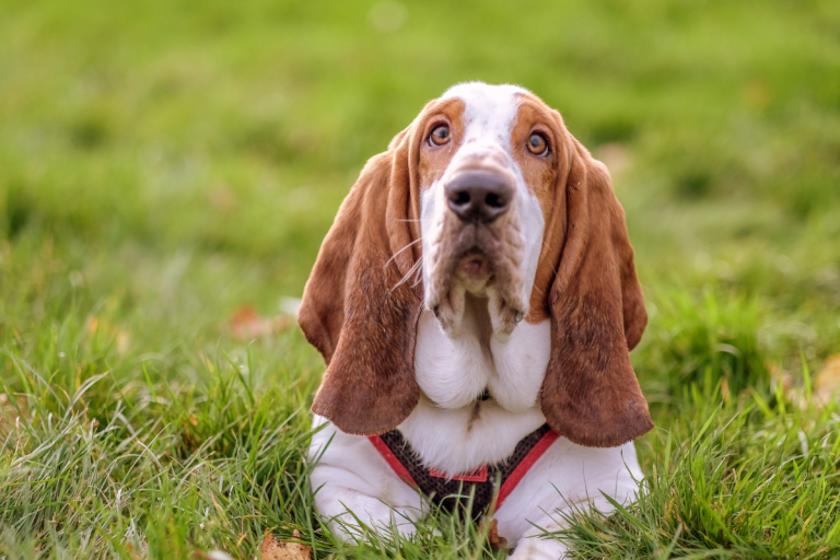 IBS and IBD in Dogs | Bluegrass Animal Products